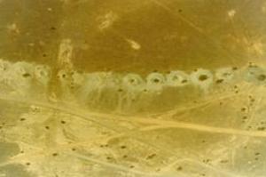 Aflaj Irrigation Systems of Oman (Omani Falajs)