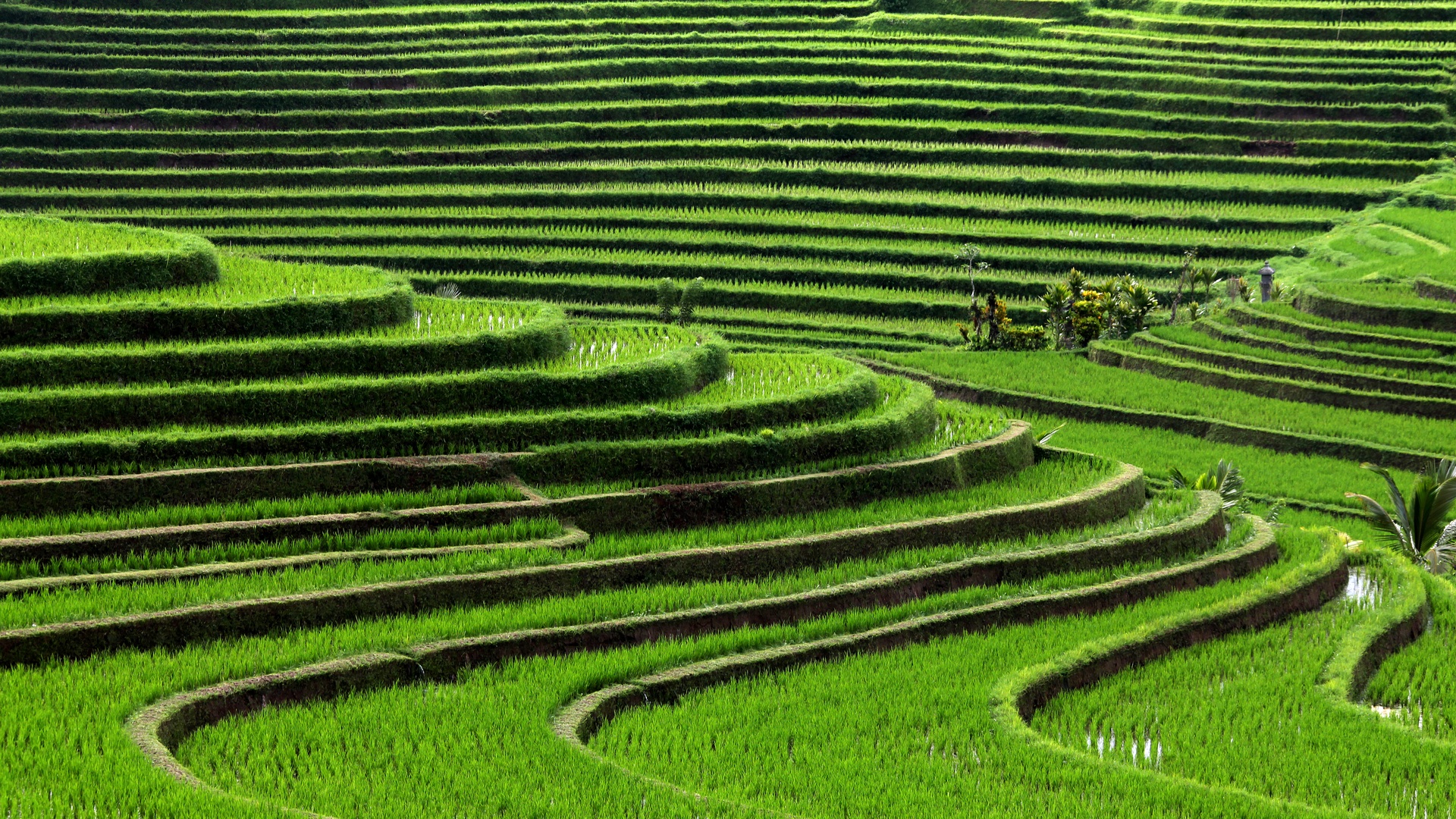 Subak Irrigation System & Water Temples
