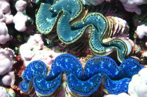 Kingman Reef National Monument