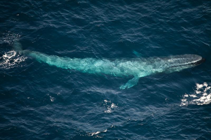 Blue Whale