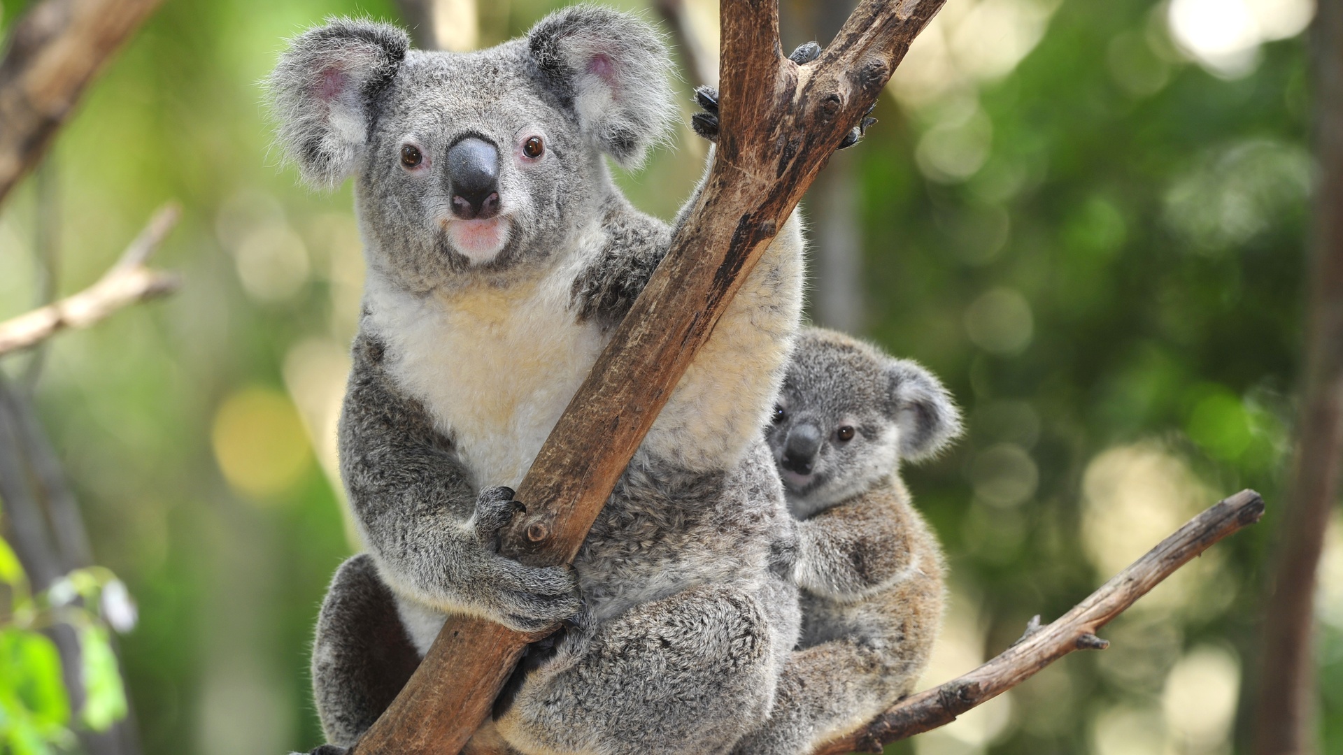 Koala in the Wild in Australia