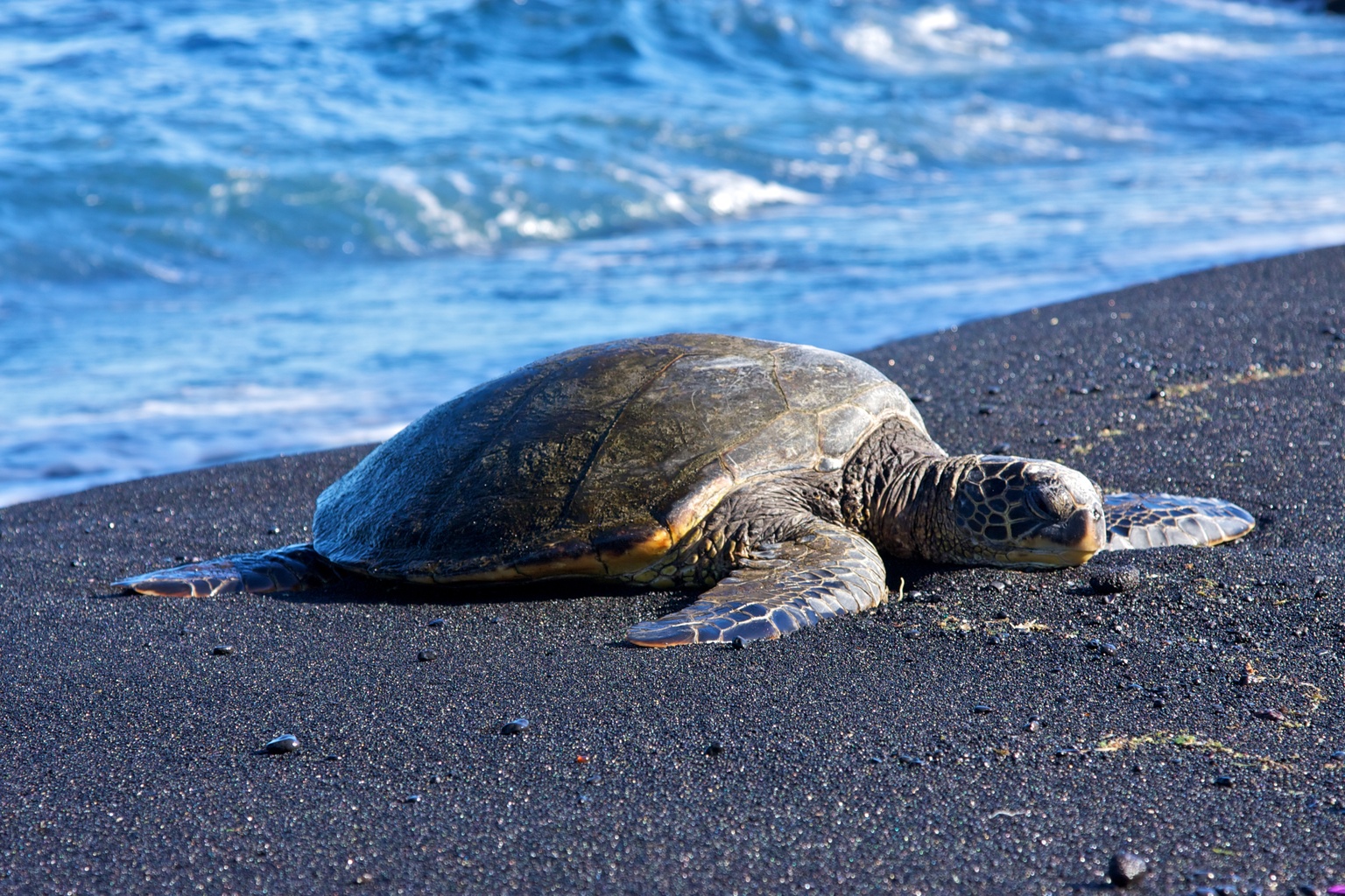 Punaluʻu Beach