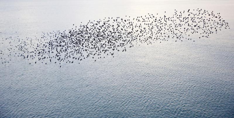 Starling Murmuration on Brighton Pier