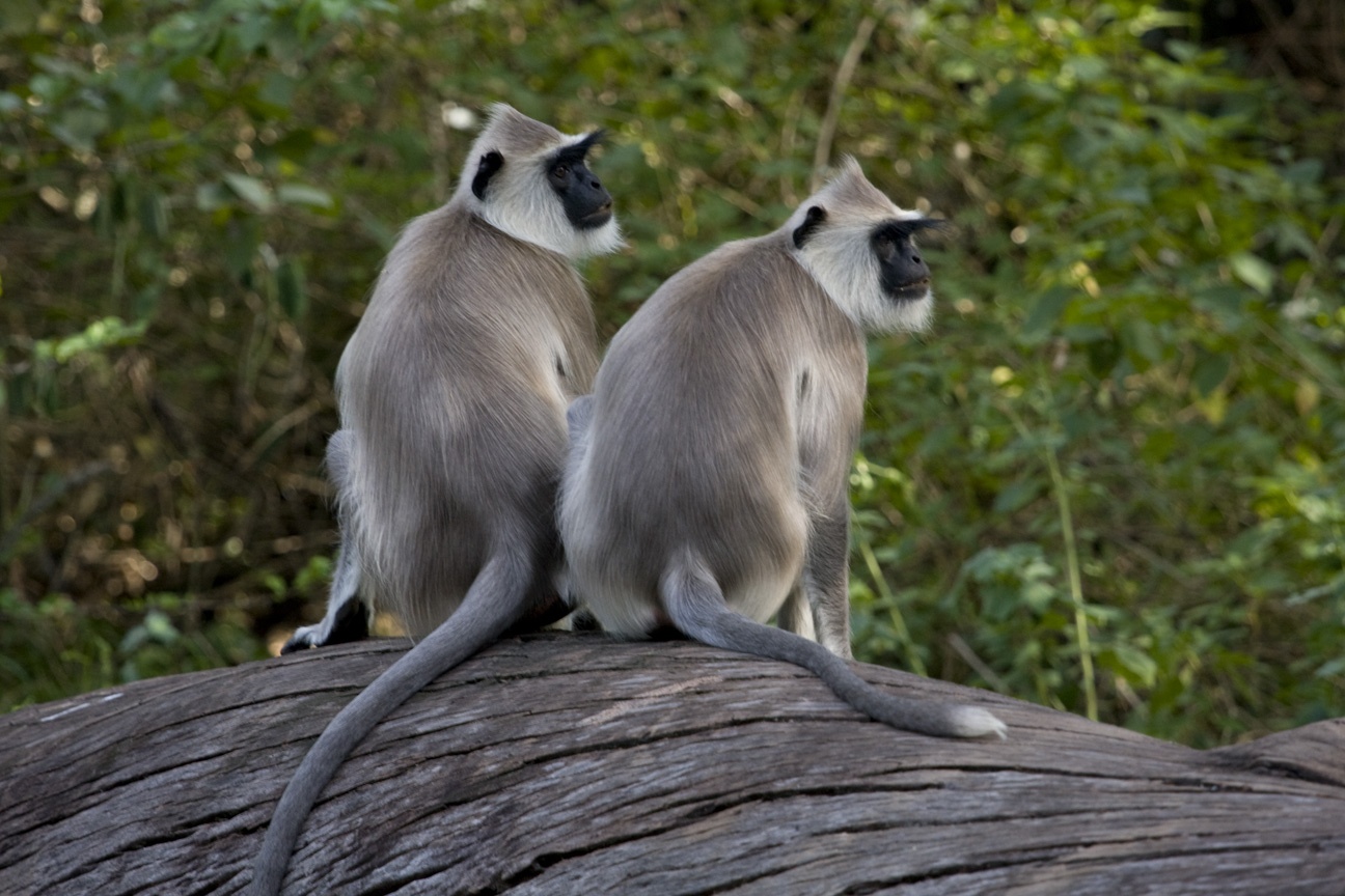 Chinnar Wildlife Sanctuary