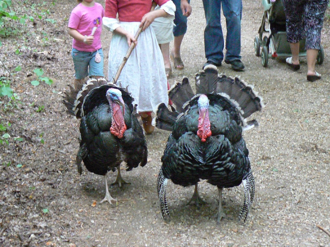Claude Moore Colonial Farm