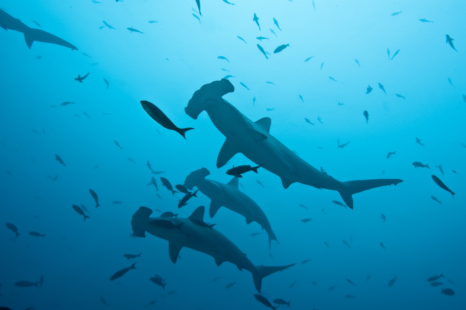 Hammerhead Sharks