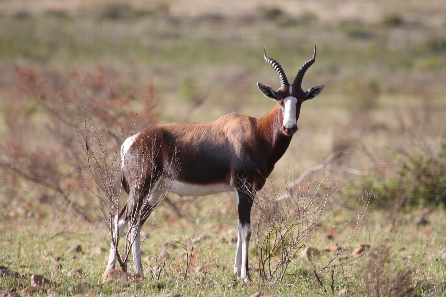 Bontebok at Bontebok National Park