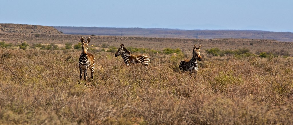 Mountain Zebra National Park