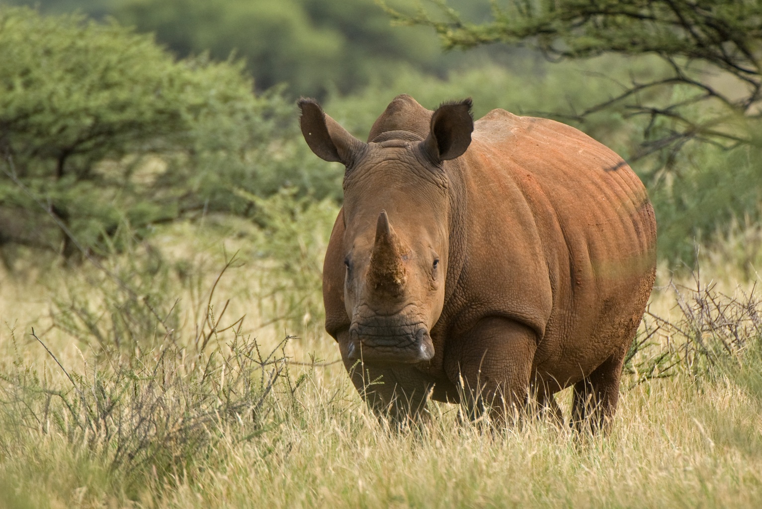 Mokala National Park