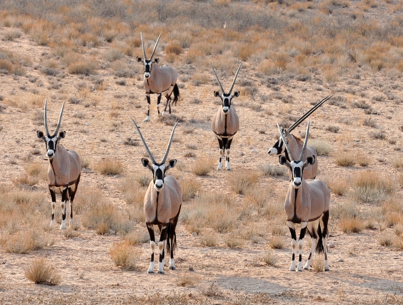 Kalahari Gemsbok National Park (Kgalagadi Transfrontier Park)