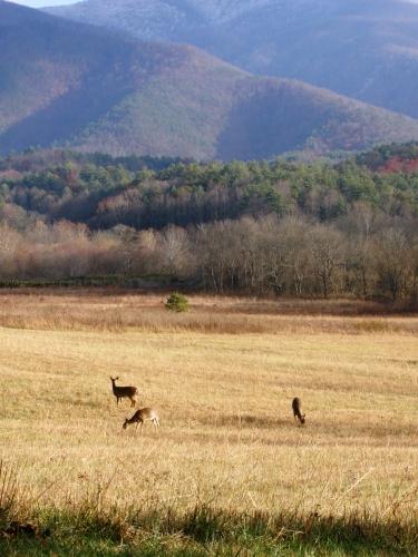 Hike Cade Cove Loop Road at Great Smoky Mountains National Park