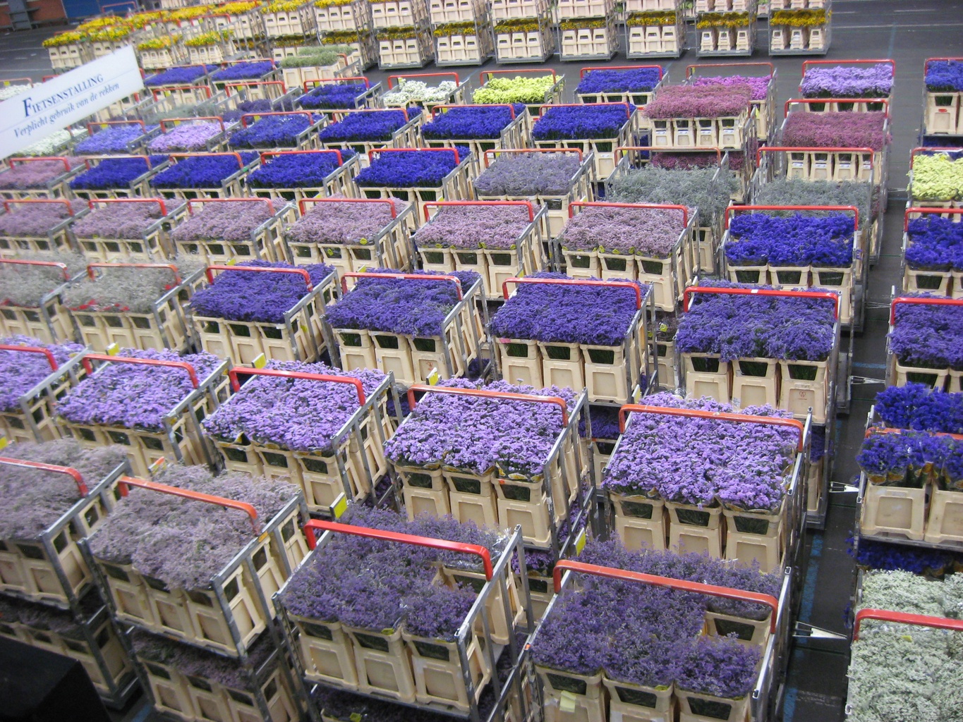 Aalsmeer Flower Auction (FloraHolland)