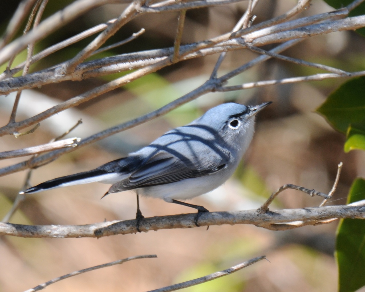Cape Romain National Wildlife Refuge