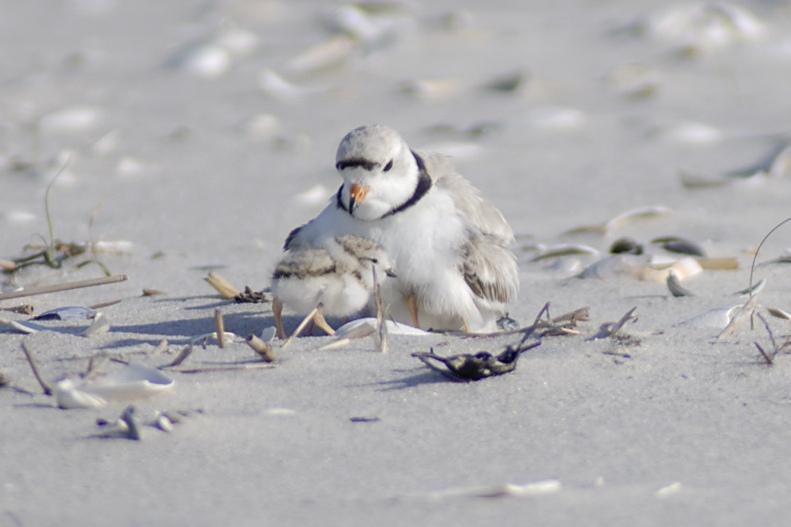 Rachel Carson National Wildlife Refuge