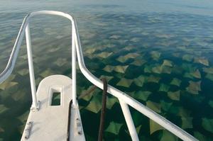 Golden Ray Migration