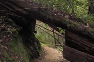 Skyline-to-the-Sea Trail