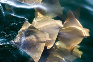 Golden Ray Migration