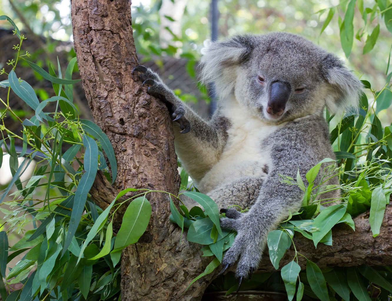Lone Pine Koala Sanctuary
