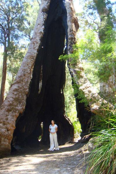 Valley of the Giants and Tree Top Walk Day Tour from Perth