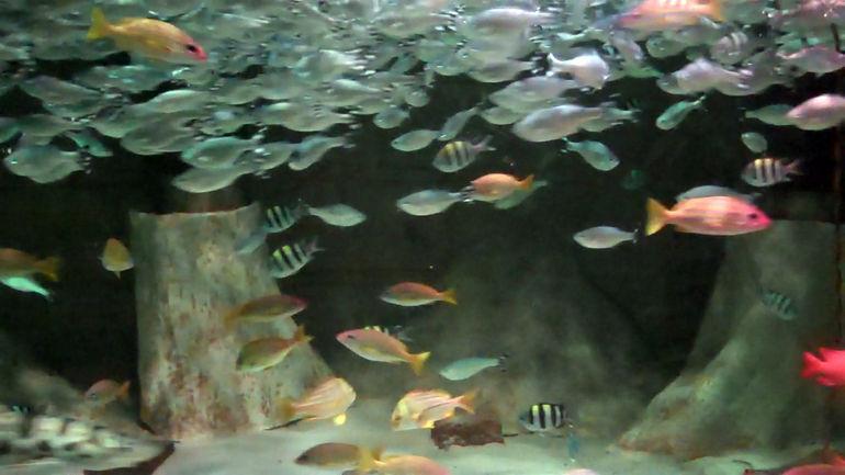 SEA LIFE Aquarium Arizona Admission Ticket