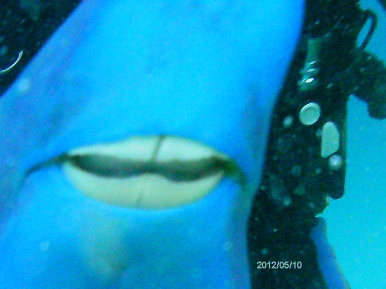 Nassau Shore Excursion: SUB Bahamas Adventure