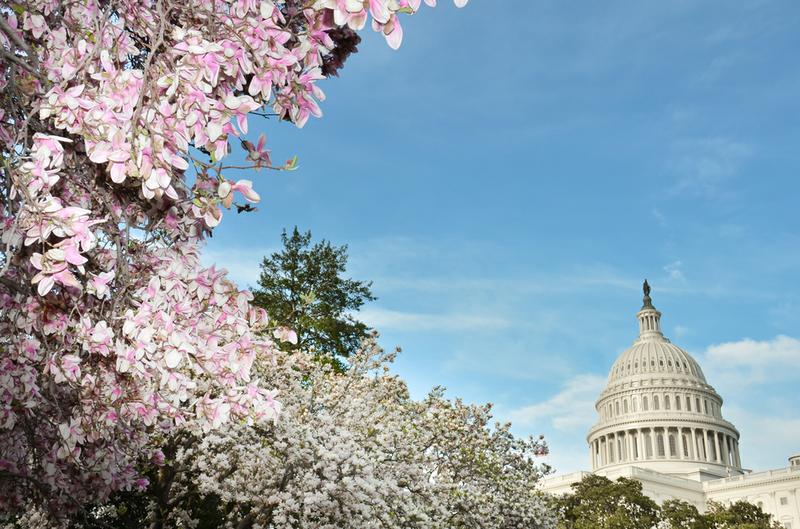 Cherry Blossoms in Washington