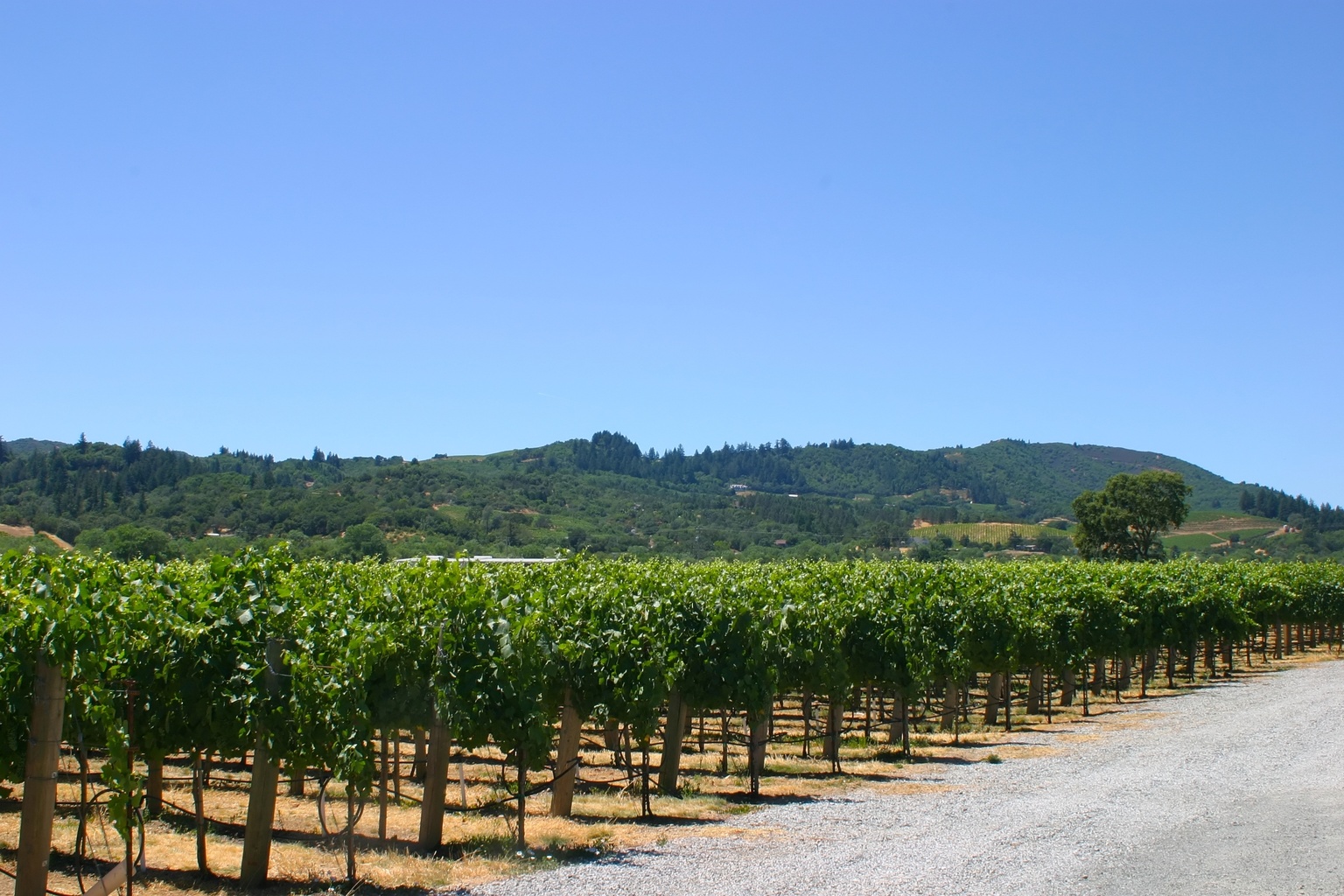 Russian River Valley