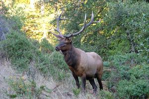Sinkyone Wilderness State Park