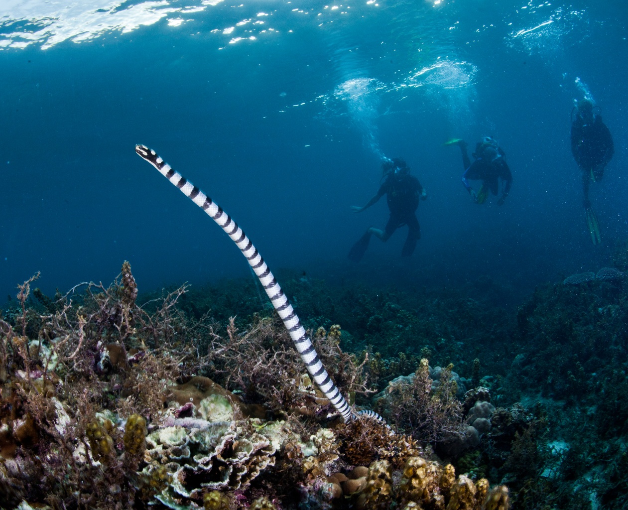 Sea Snakes