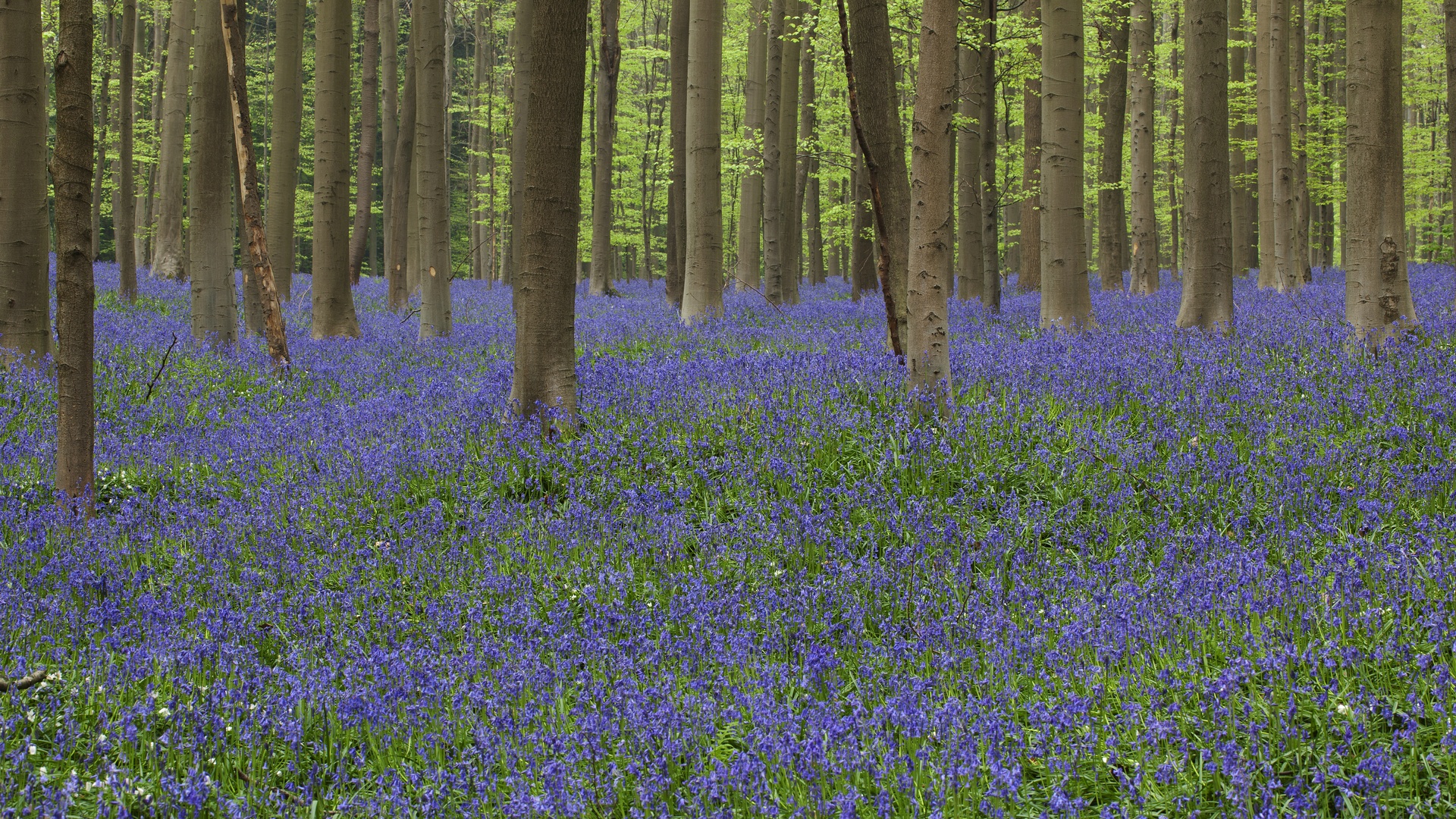 Bluebells at Hallerbos Forest