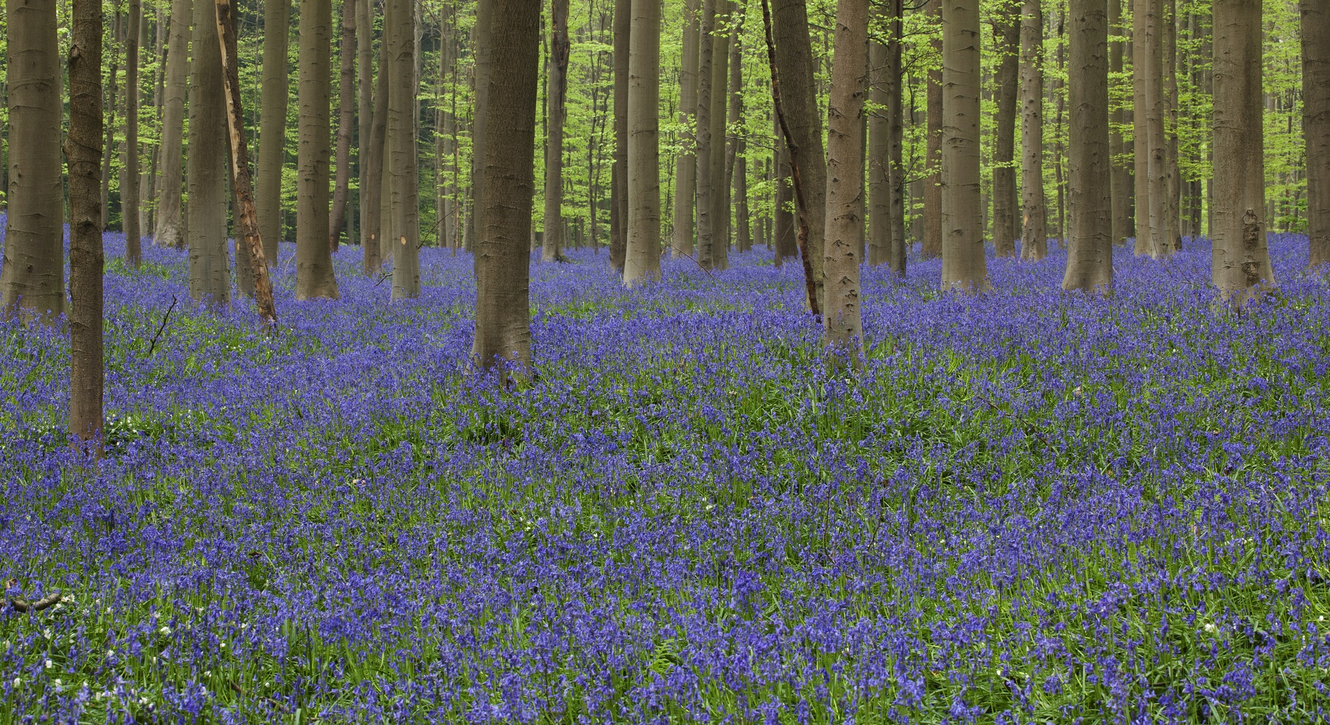 Bluebells at Hallerbos Forest