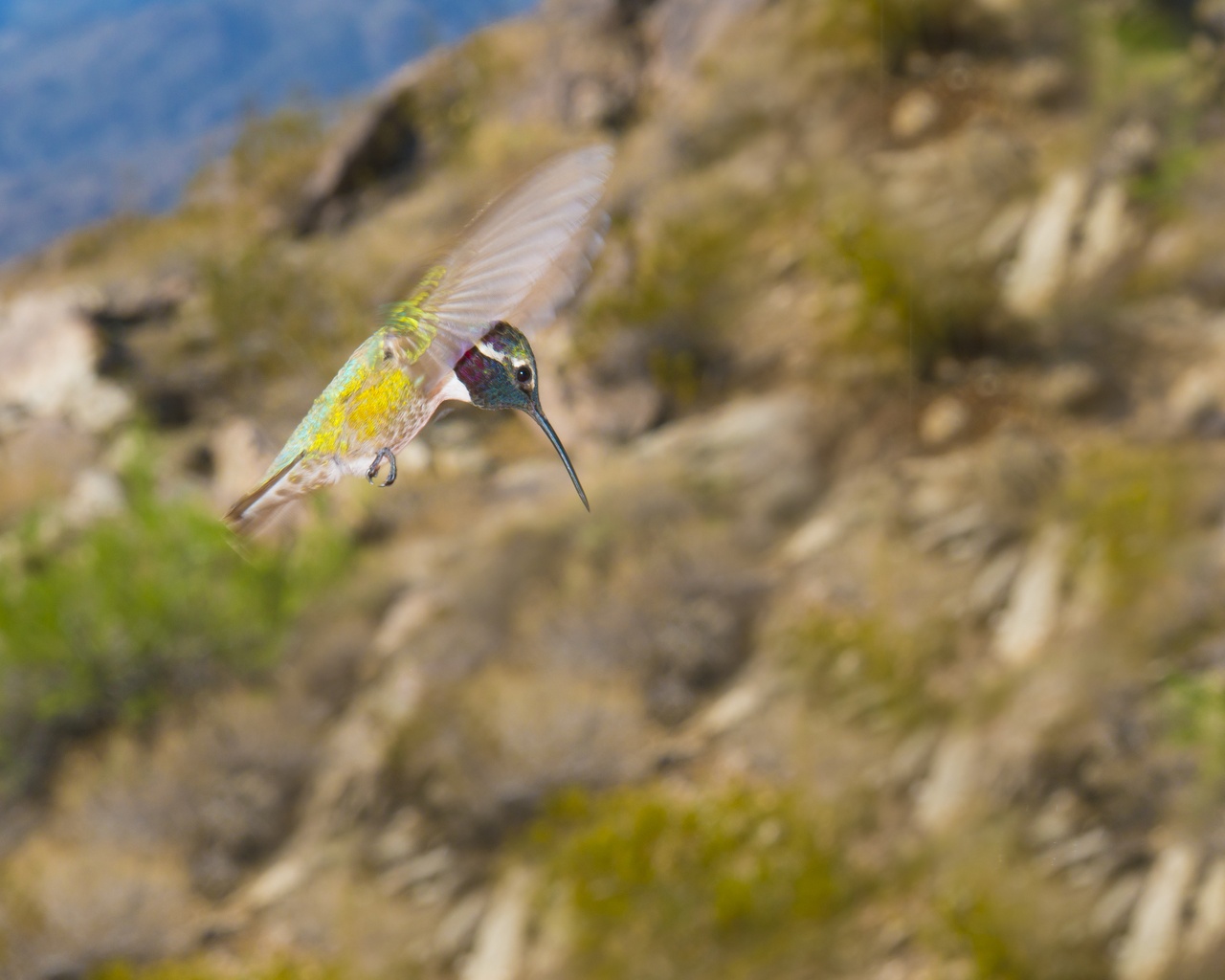 Joshua Tree National Park