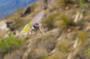 Joshua Tree National Park