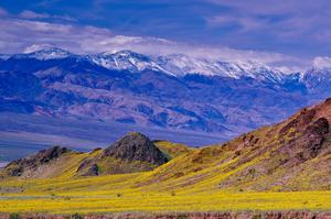 Wildflowers at Death Valley National Park