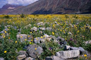 Wildflowers at Death Valley National Park