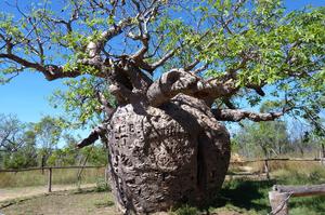 Boab Prison Tree in Derby