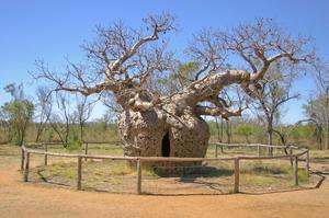 Boab Prison Tree in Derby