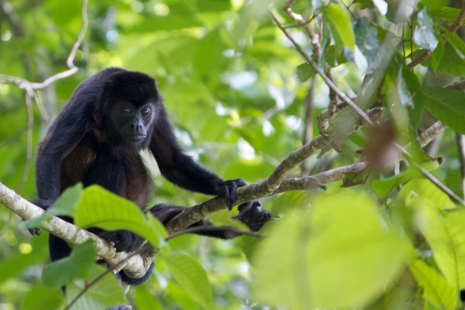 Barro Colorado Island