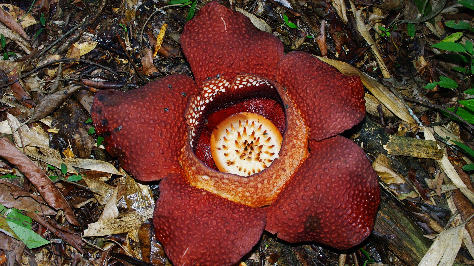 Rafflesia Flower