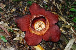 Rafflesia Flower