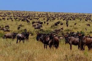 The Great Migration