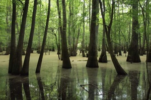 Congaree National Park
