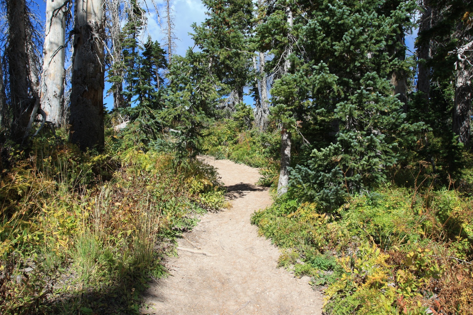 Alpine Pond Nature Trail