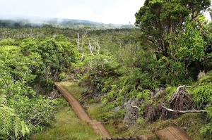 Alakaʻi Swamp Trail