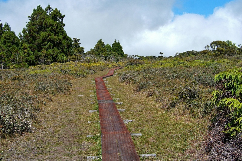 Alakaʻi Swamp Trail