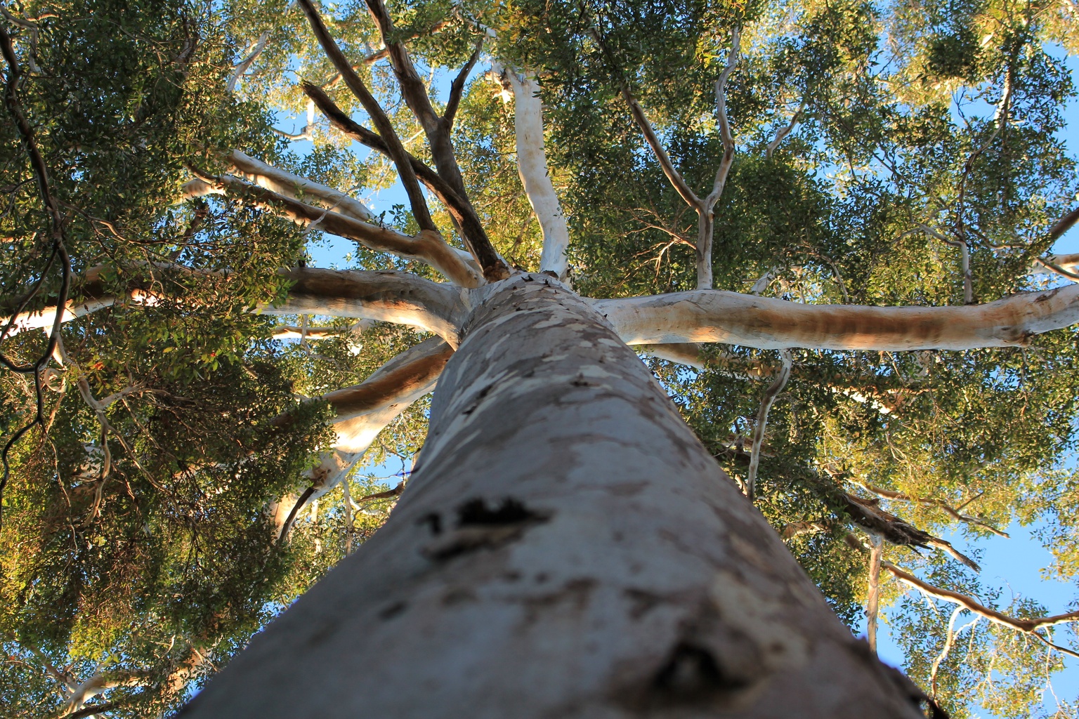 Warren National Park