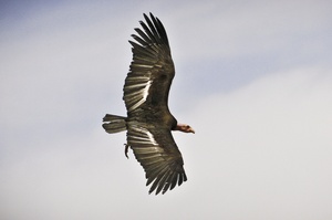 California Condor in the Wild
