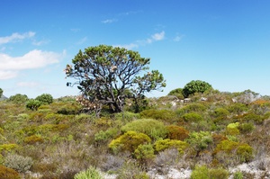 Cape Floristic Region (Cape Floral Kingdom)