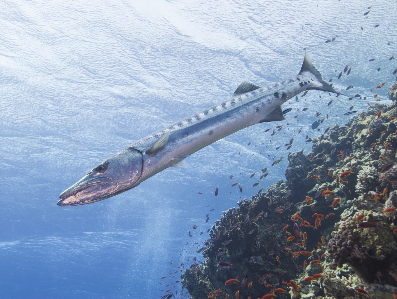 Anguillita Island