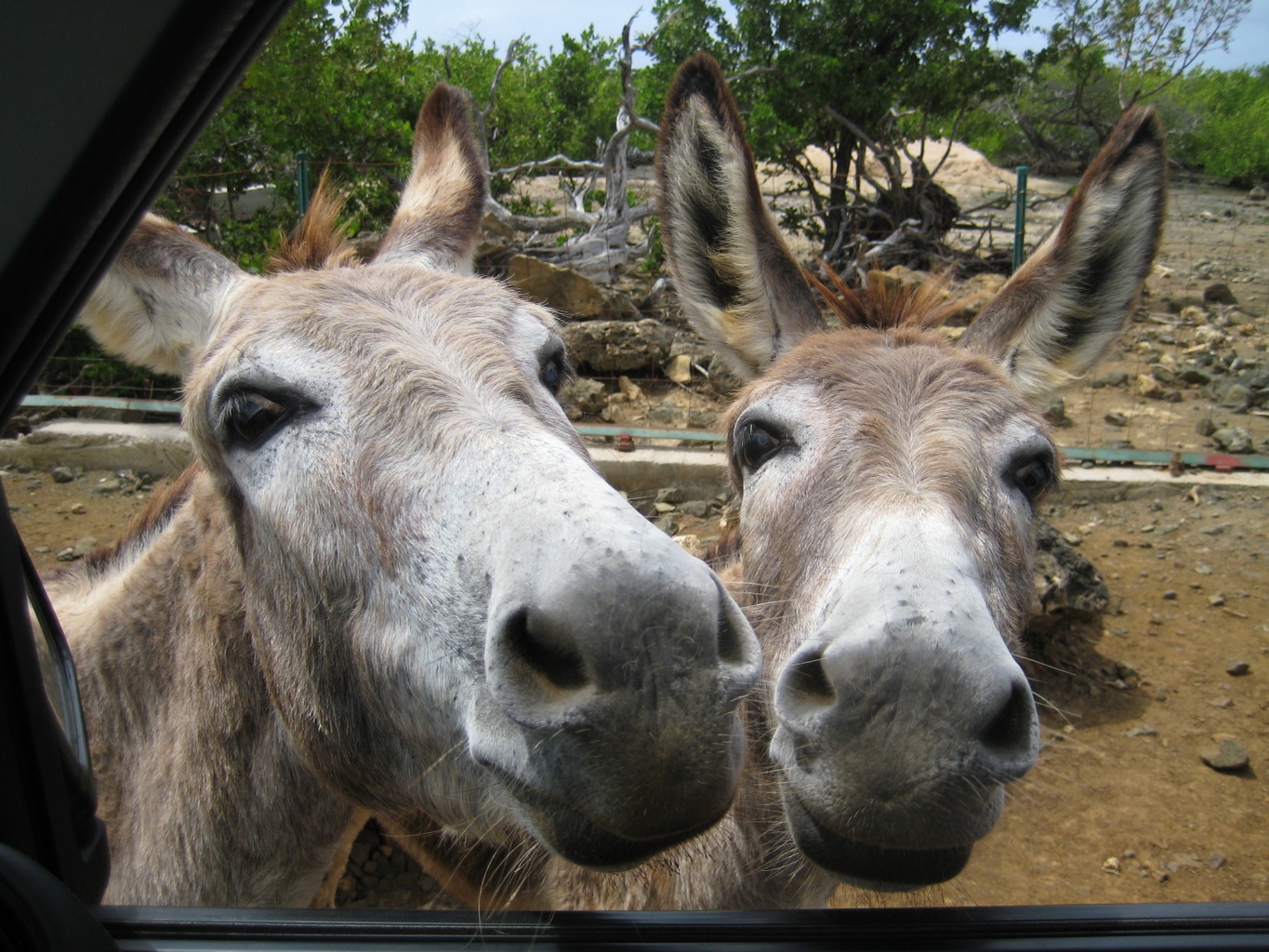Donkey Sanctuary